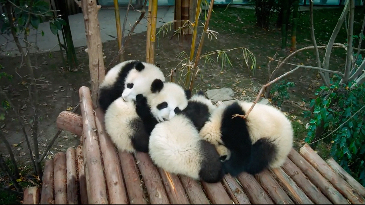 Pandas (IMAX) | Showtimes, Movie Tickets & Trailers | Landmark Cinemas